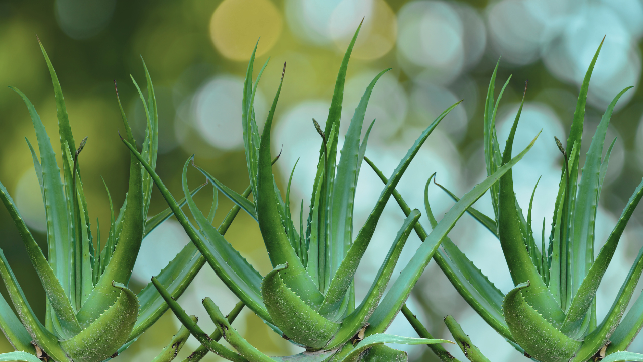 Aloe: The Plant of Immortality